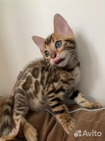 Бенгальские котята