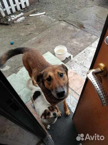 Ищем собаку