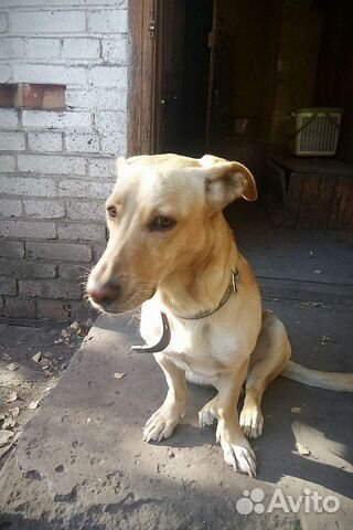 Собака метис таксы 1 год