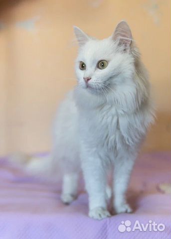 Ангорская кошка в добрые руки