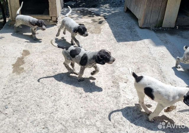 Щенки русской пегой гончей