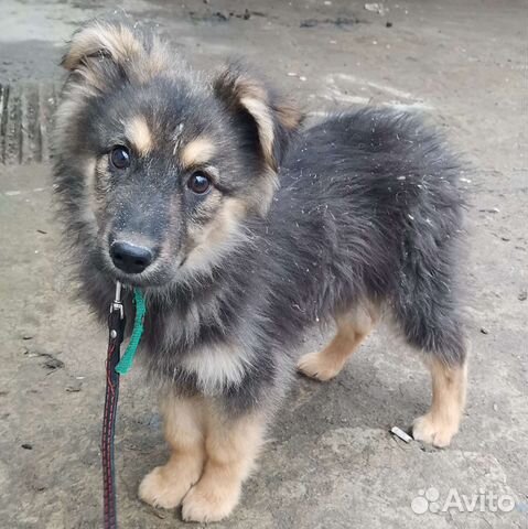 Лохматеныш ищет дом