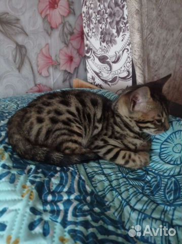 Бенгальская