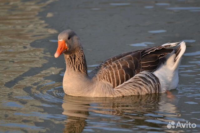 Инкубационное яйцо утки, гуси