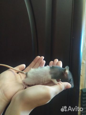 Декоративные крысята и крысята Рекс
