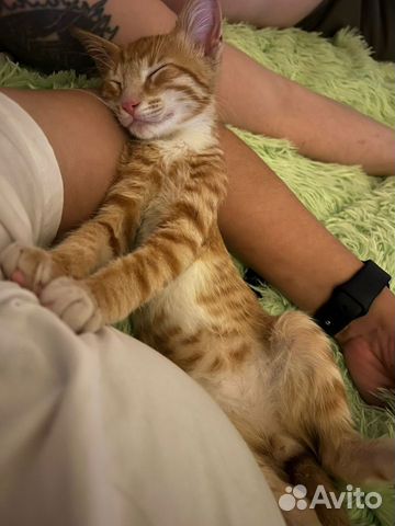 Котенок мальчик 3 мес. ласковый