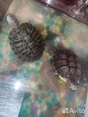 Красноухаие черепахи с аквариумом