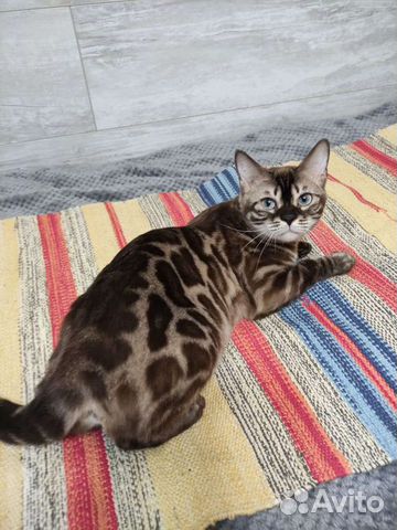 Бенгальская ласковая кошка