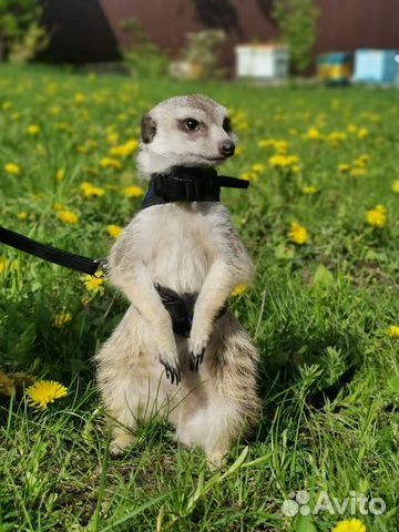 Малыши сурикаты