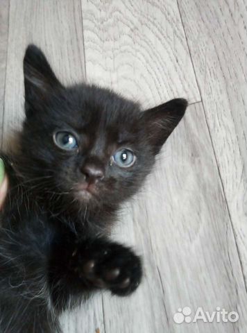 Котята