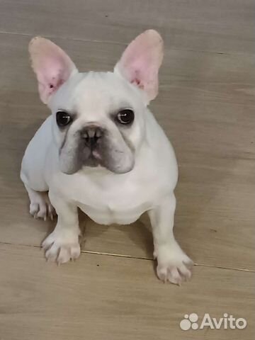 Мальчик французик