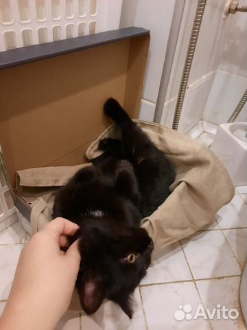 Котенок девочка