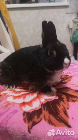 Кролик карликовый