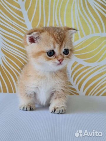 Золотые шиншиллы