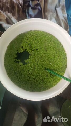 Ряска аквариумная бесплатно