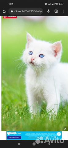 Отдам котенка Као Мани