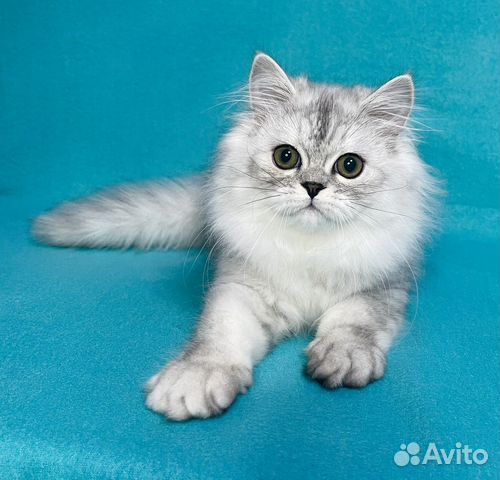 Персидский кот