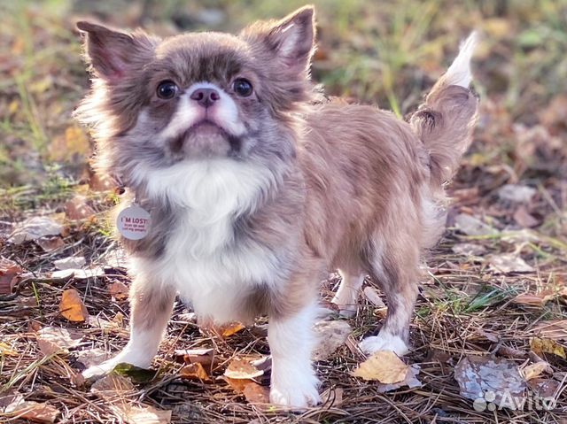 Космический тигр дш Капатыч