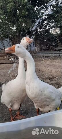 Гуси домашние