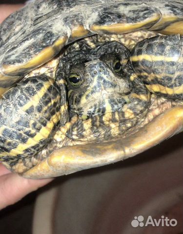 Черепаха сухопутная большая