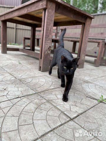 Котик мышелов 9 мес кастрирован