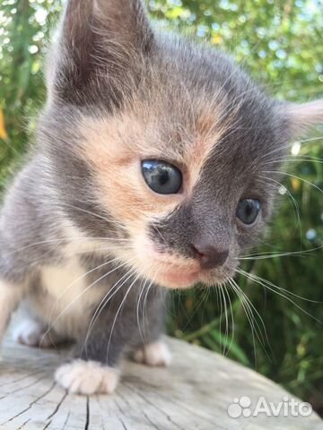 Котенок от шотландской кошки