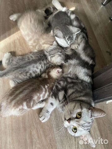 Британские котята