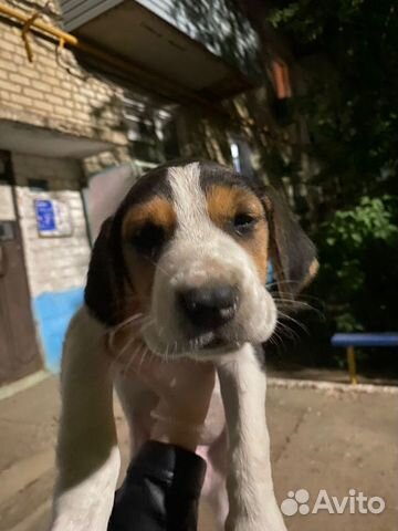 Щенок в добрые руки, мальчик 2 мес