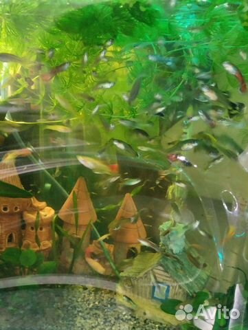 Гуппи разные