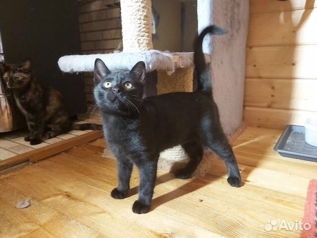 Котенок