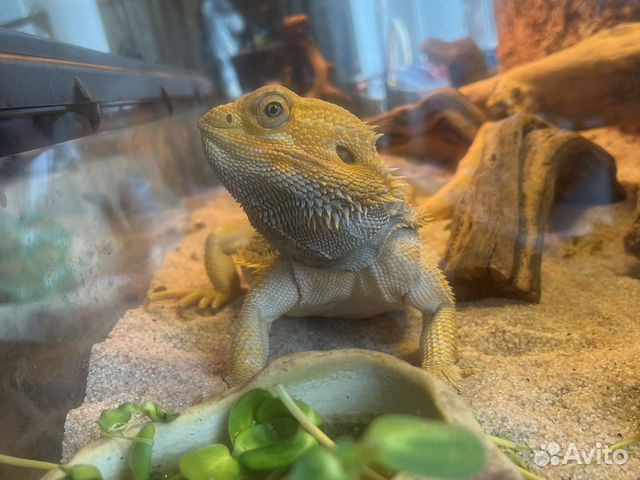 Бородатая Агама самец для вязки