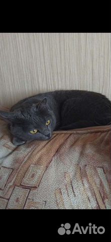 Потерялась Кошка