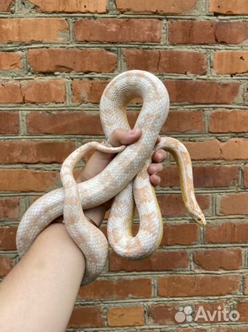 Змея маисовый полоз