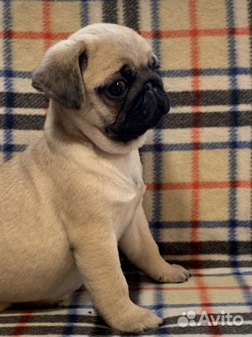 Мопс мальчик бежевый