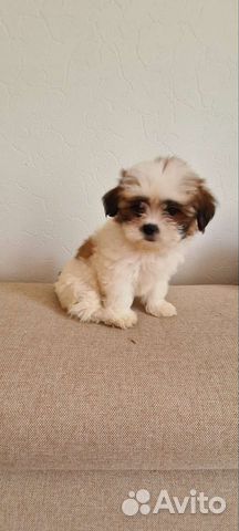 Щенки ши-тцу