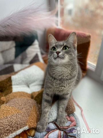 Красавица Сири в добрые руки