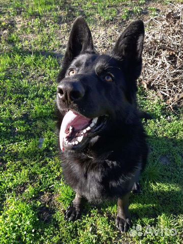 Немецкая овчарка вязка