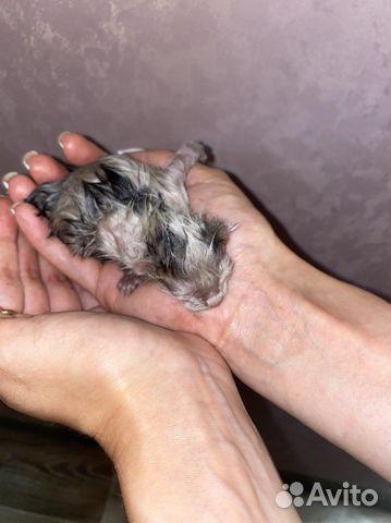 Счастливчик в добрые руки