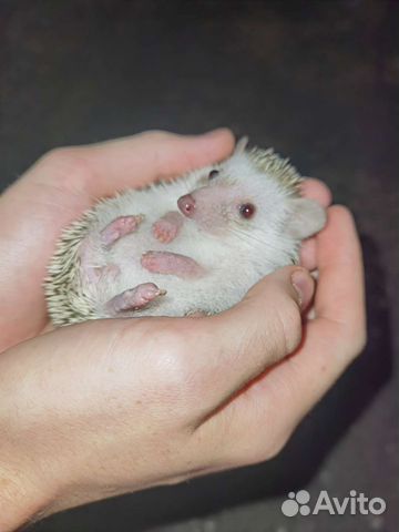 Африканский ежик