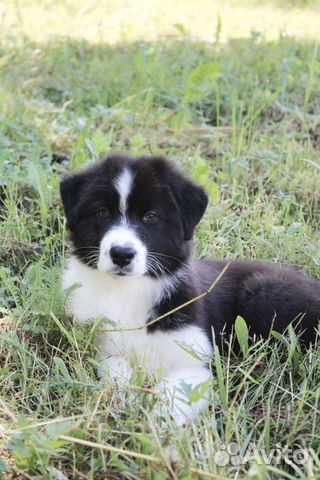 Мальчик щенок австралийской овчарки