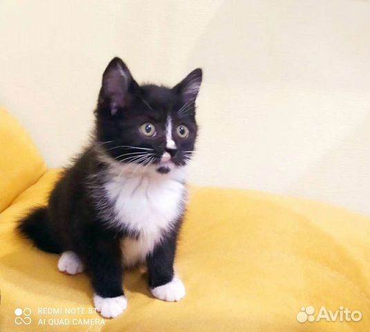Котёнок Кукусик в добрые руки