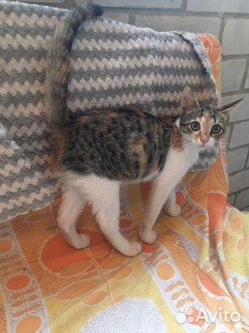 Кошечка Кнопка