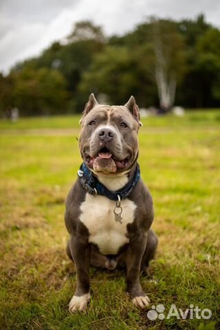 Американский булли классик вязка