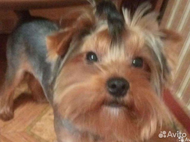 Йоркширский терьер щенки