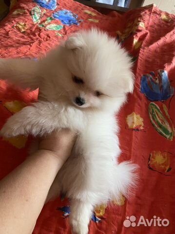 Шпиц Фантик