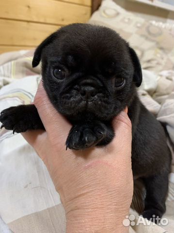 Мопс мальчик черный