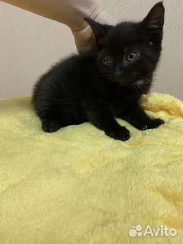 Маленький котенок