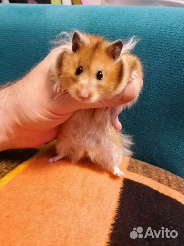 Сирийский хомяк с клеткой