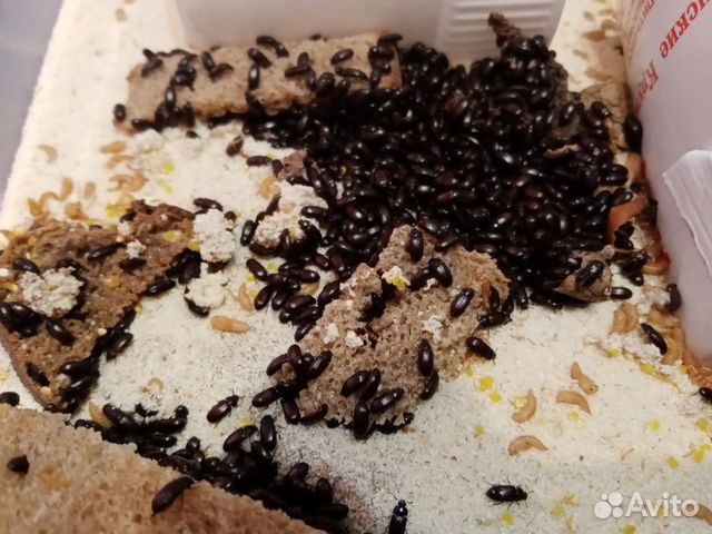 Жук знахарь, личинки, куколки, взрослые особи
