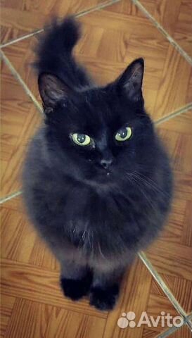 Ласковая кошечка